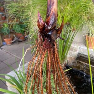 Dwarf Papayrus - Cyperus Haspan Dwarf Papyrus~dwarf Papyrus Water Pond ...