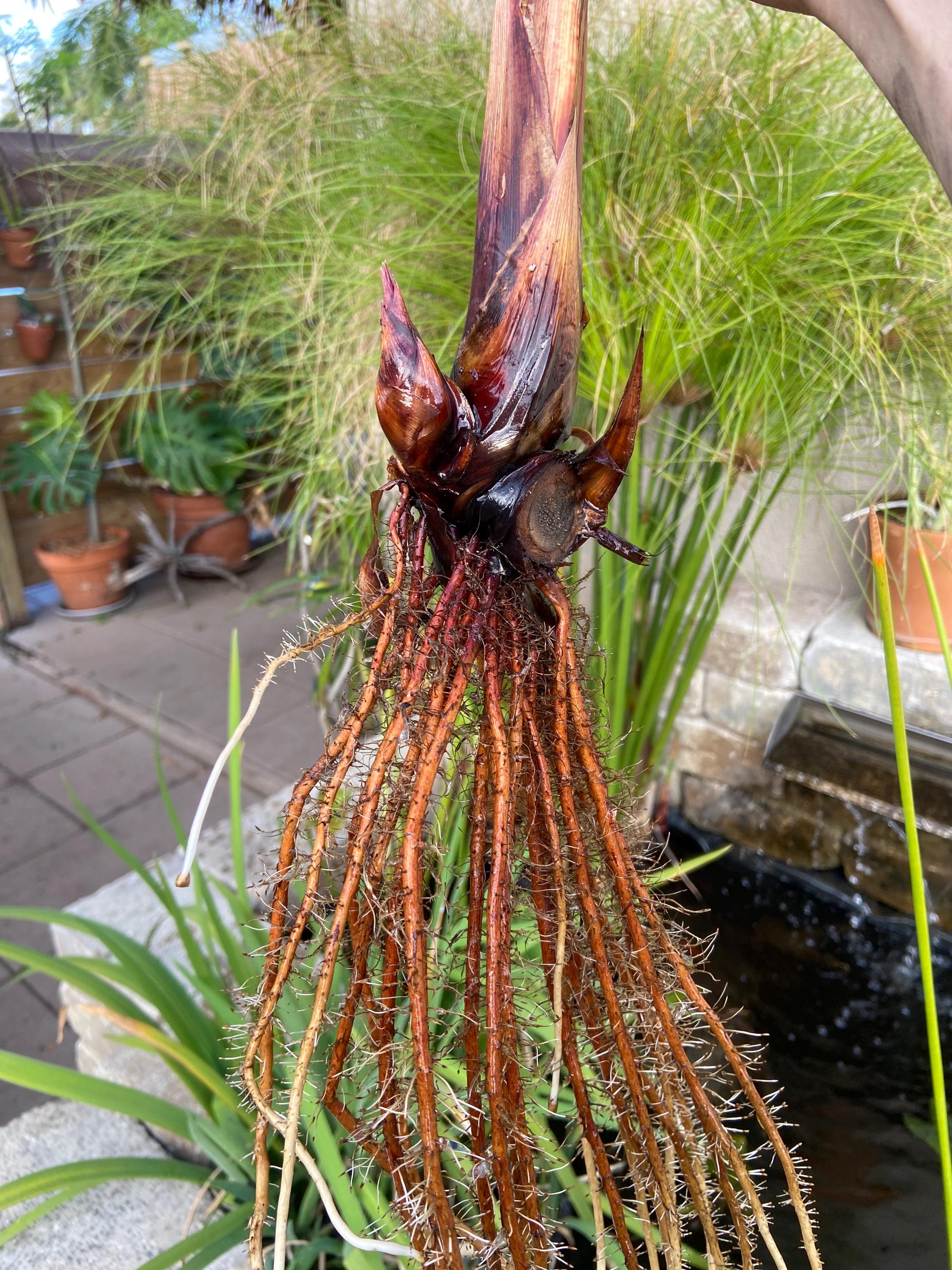 Dwarf Papayrus - Cyperus Haspan Dwarf Papyrus~dwarf Papyrus Water Pond ...