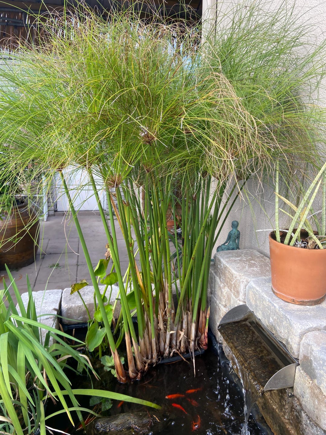 Dwarf Papayrus - Cyperus Haspan Dwarf Papyrus~dwarf Papyrus Water Pond ...