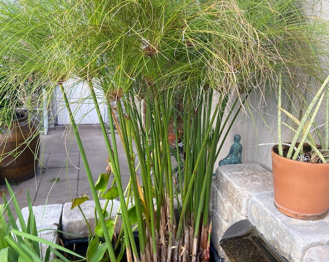 Dwarf Papayrus - Cyperus Haspan Dwarf Papyrus~dwarf Papyrus Water Pond ...