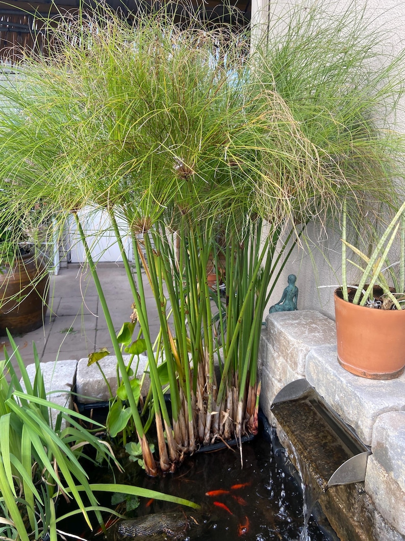 Dwarf Papayrus - Cyperus Haspan Dwarf Papyrus~dwarf Papyrus Water Pond ...