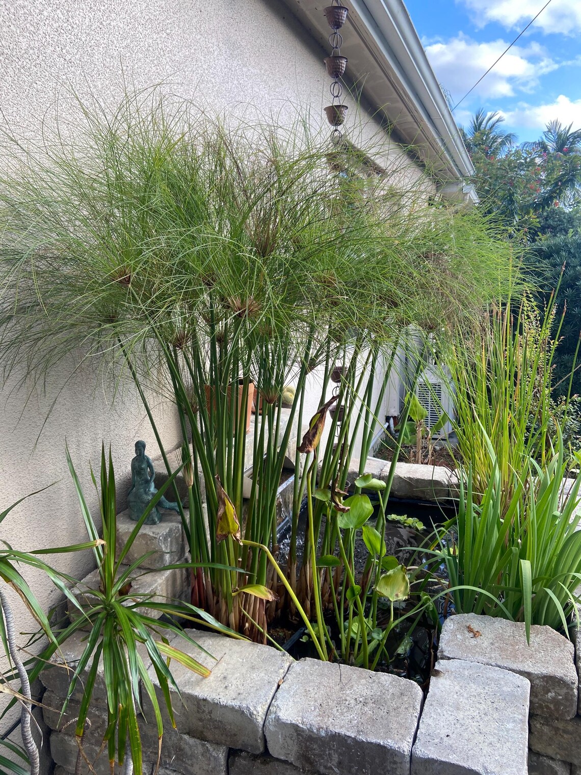 Dwarf Papayrus - Cyperus Haspan Dwarf Papyrus~dwarf Papyrus Water Pond ...