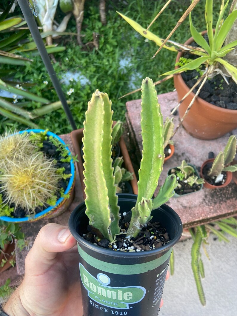 Starfish Cactus Flower “stapelia Grandiflora” - Etsy