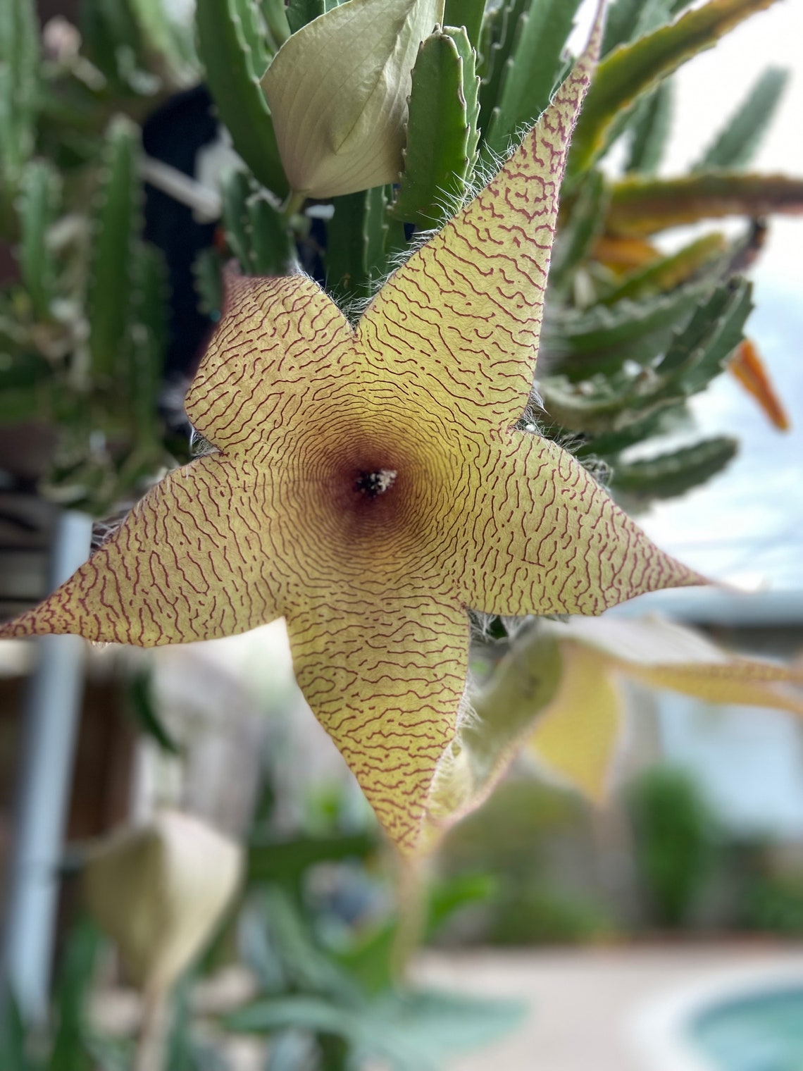 Starfish Cactus Flower “stapelia Grandiflora” - Etsy