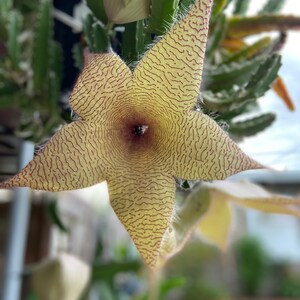 Starfish Cactus Flower “stapelia Grandiflora” - Etsy
