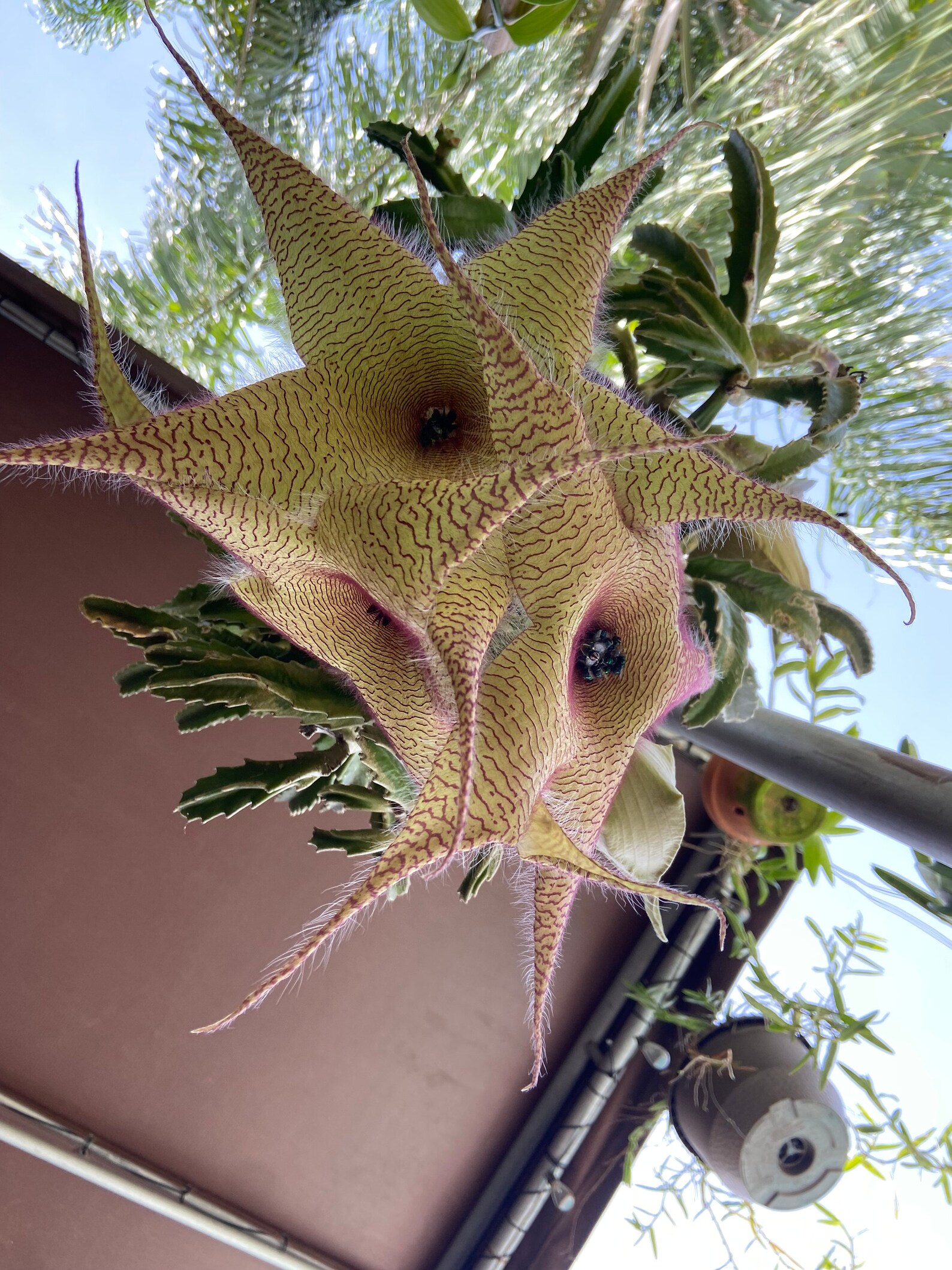Starfish Cactus Flower “stapelia Grandiflora” - Etsy