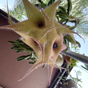 Starfish Cactus Flower “stapelia Grandiflora” - Etsy