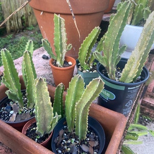Starfish Cactus Flower “stapelia Grandiflora” - Etsy
