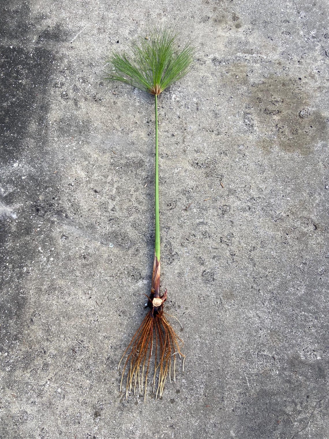 Dwarf Papayrus - Cyperus Haspan Dwarf Papyrus~dwarf Papyrus Water Pond ...