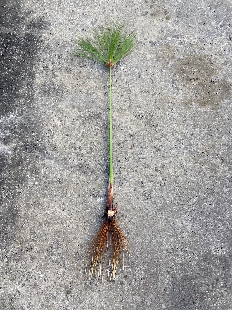 Dwarf Papayrus - Cyperus Haspan Dwarf Papyrus~dwarf Papyrus Water Pond ...