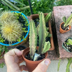 Starfish Cactus Flower “stapelia Grandiflora” - Etsy