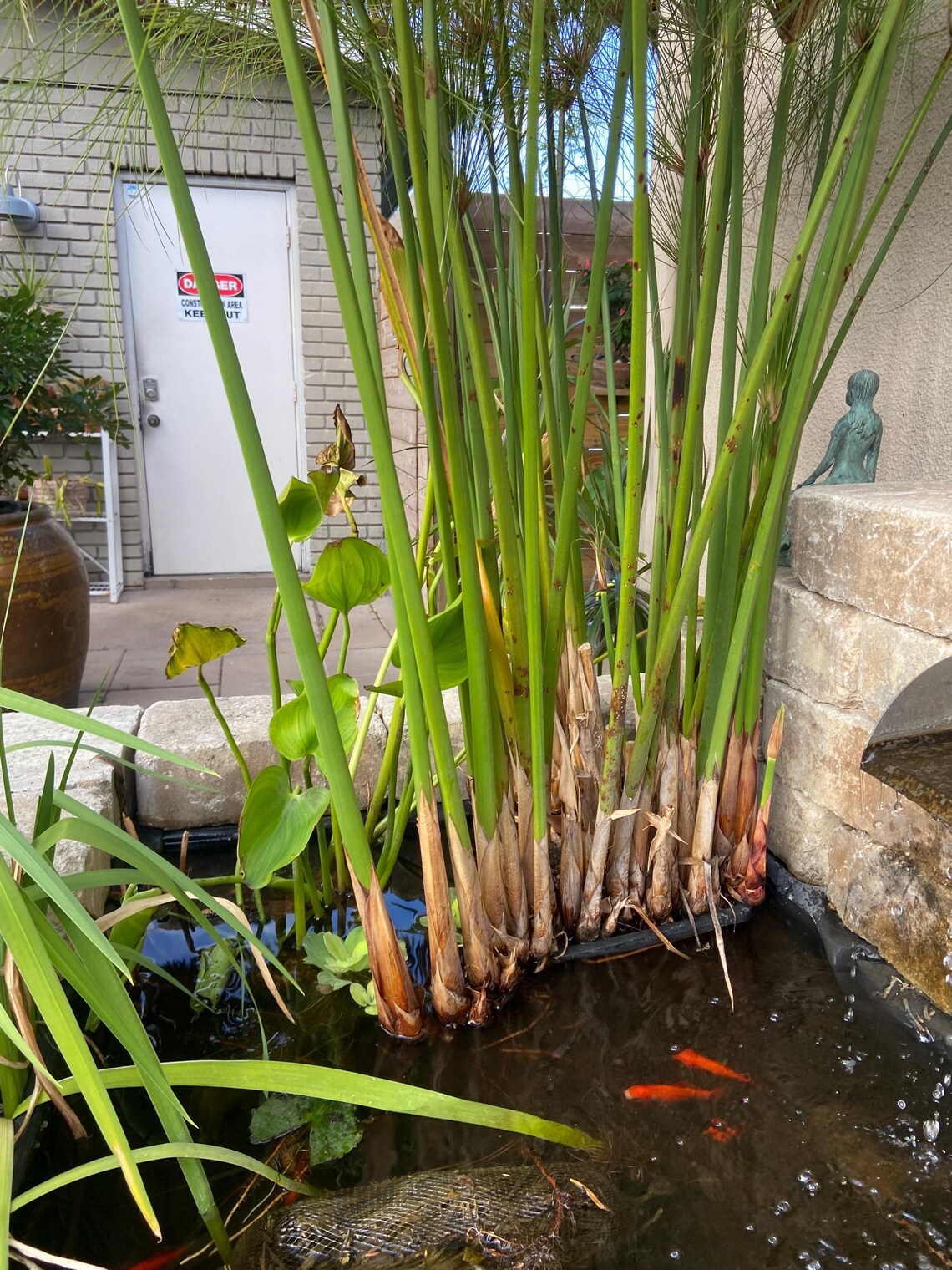 Dwarf Papayrus - Cyperus Haspan Dwarf Papyrus~dwarf Papyrus Water Pond ...