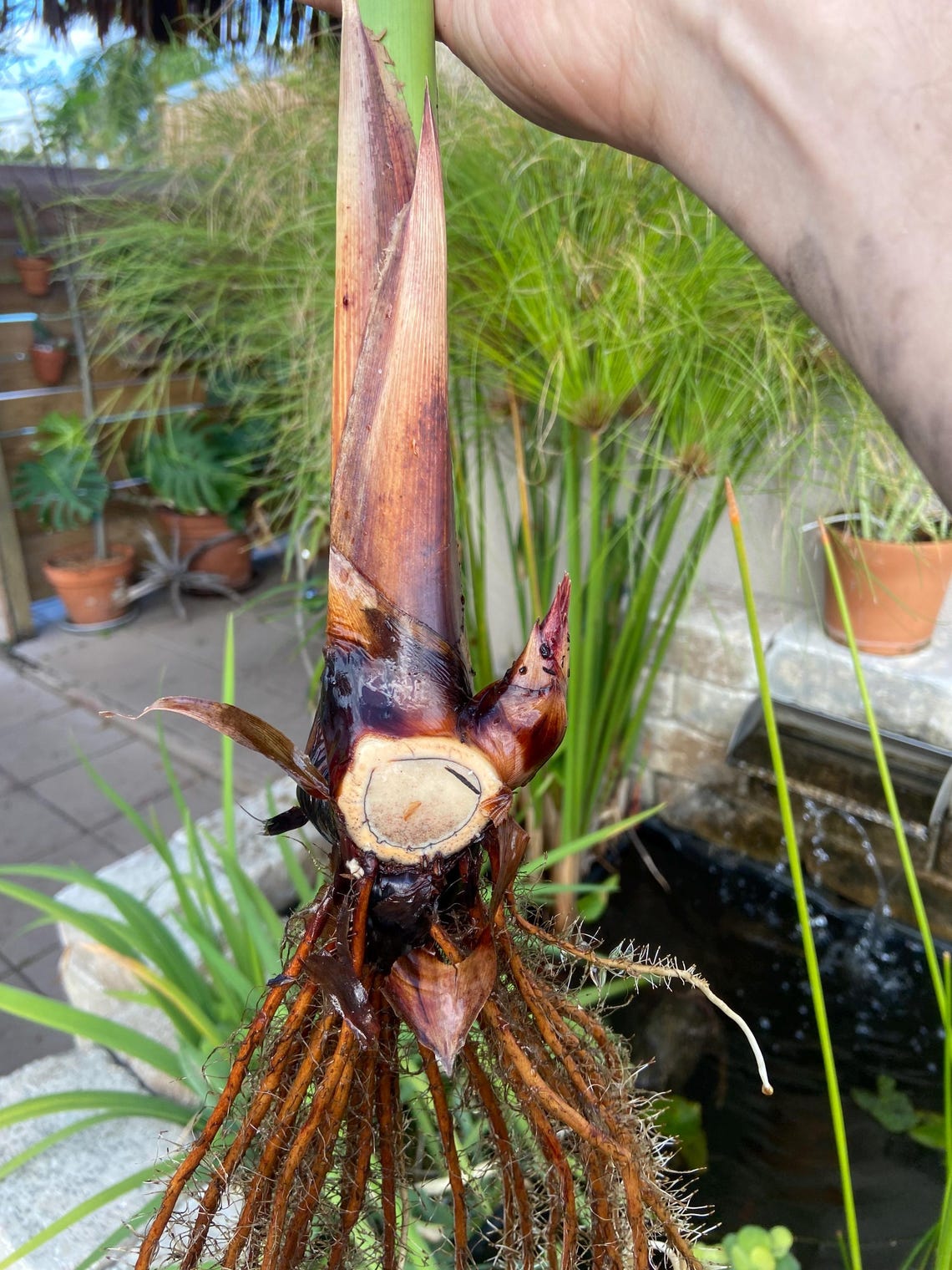 Dwarf Papayrus - Cyperus Haspan Dwarf Papyrus~dwarf Papyrus Water Pond ...