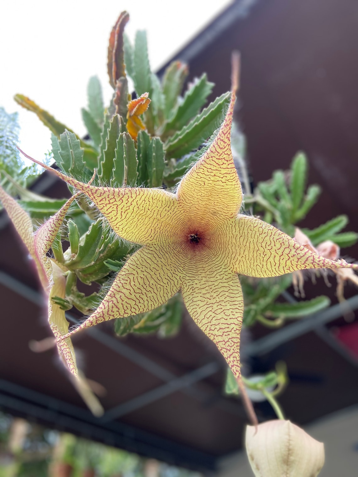 Starfish Cactus Flower “stapelia Grandiflora” - Etsy