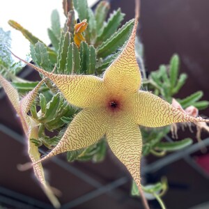 Starfish Cactus Flower “stapelia Grandiflora” - Etsy