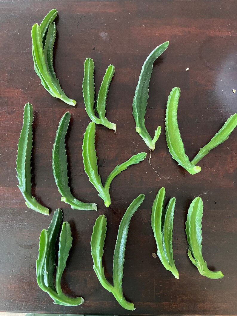 Starfish Cactus Flower “stapelia Grandiflora” - Etsy