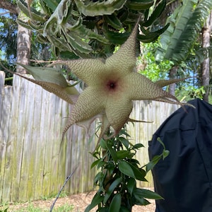 Starfish Cactus Flower “stapelia Grandiflora” - Etsy