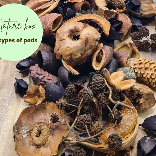 Dried Pods - Etsy
