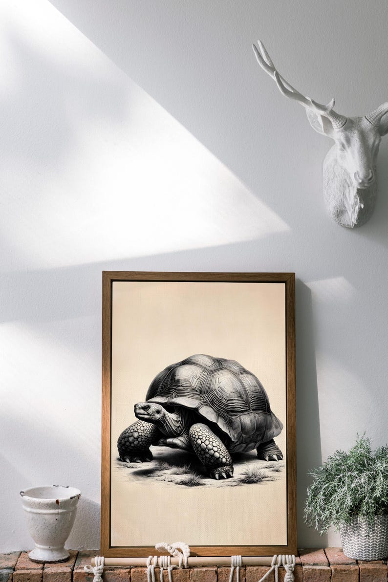 Galapagos Giant Tortoise Natural History Illustration, 19th Century ...