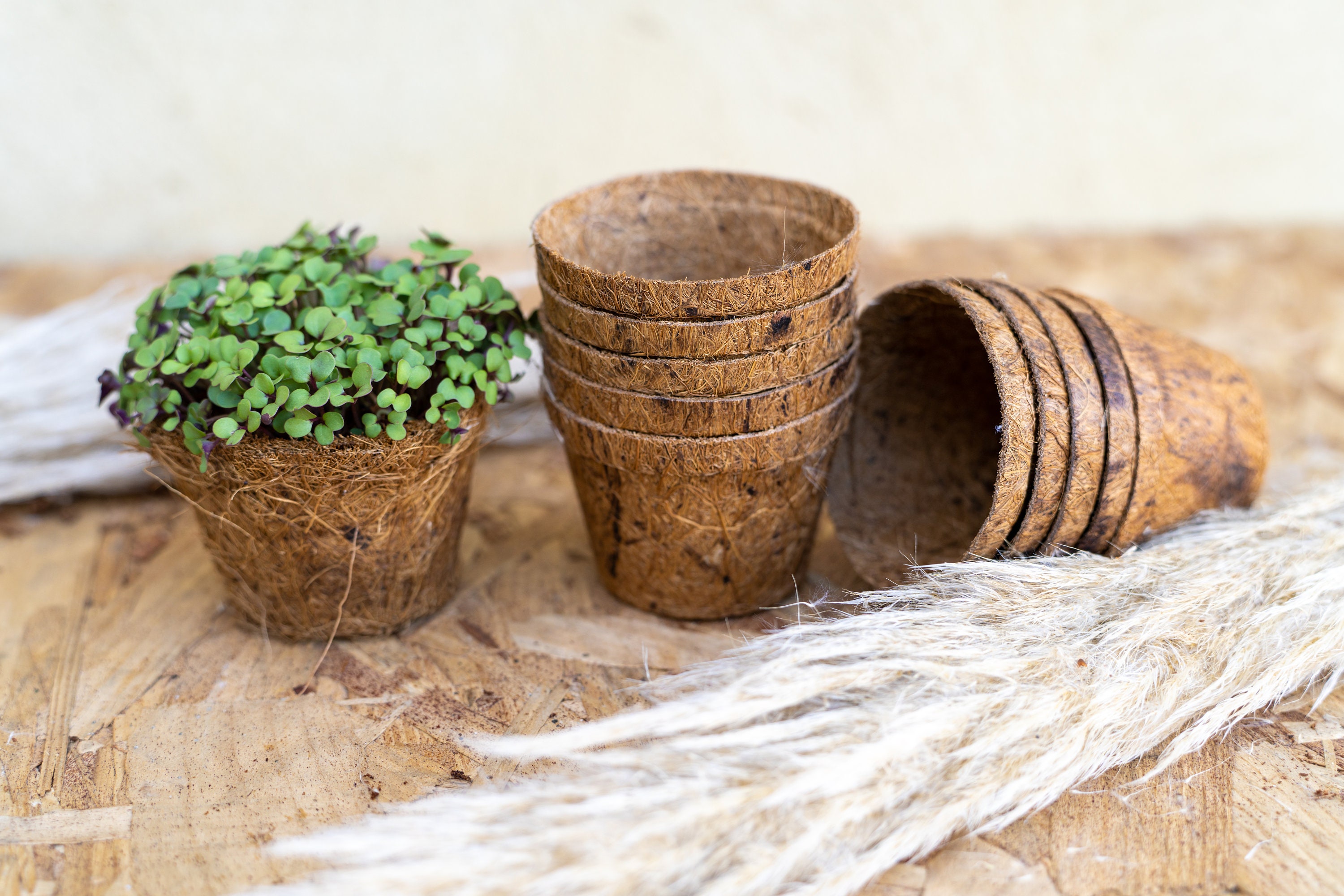 Set of 10x Small Coir Pots, Coir Block, and Plant Labels - Etsy
