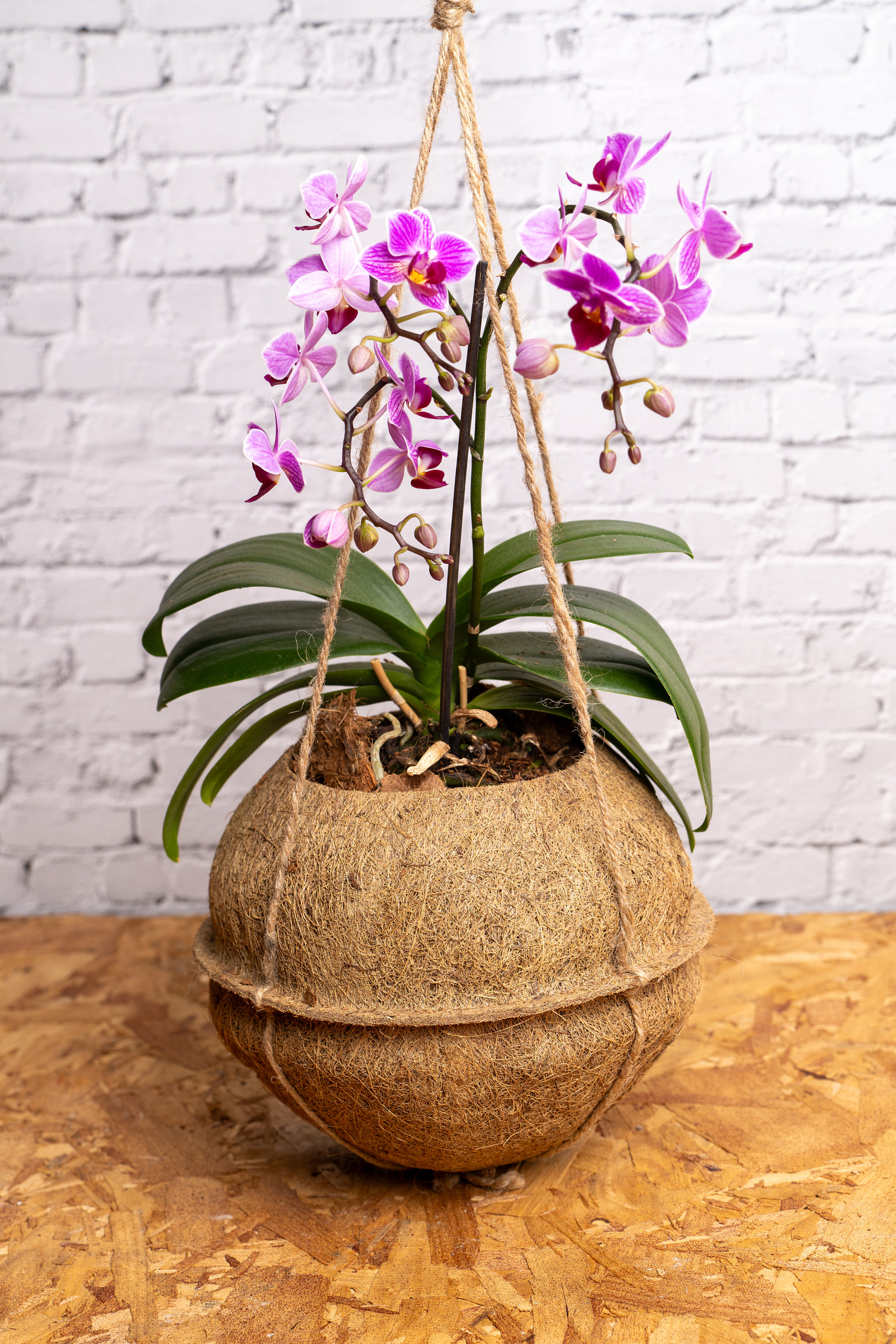 Ceyco Large Hanging Coir Pots - Etsy