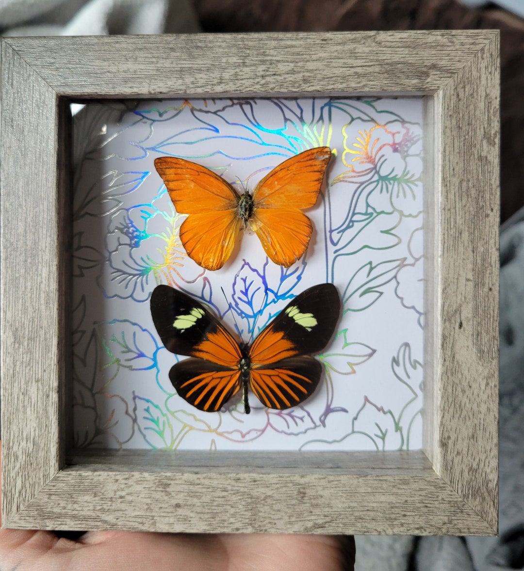 Real Framed Butterfly Specimens (heliconius Melpomene, Postman ...