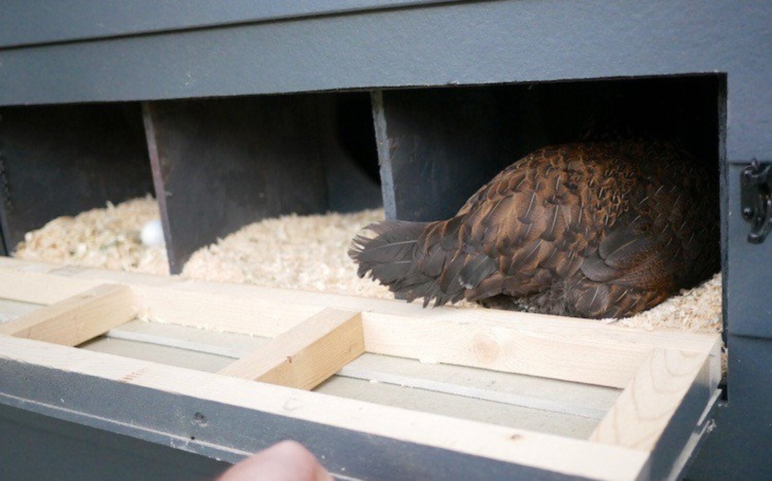 Farm Coop Plans: DIY Rabbits, Chickens, Ect... Modern Plans - Etsy