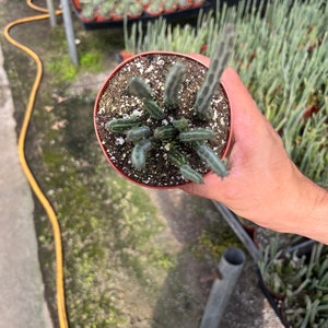 Pickle Cactus - Etsy