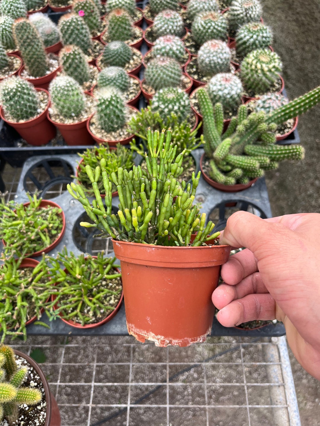 Rhipsalis Prismatica - Etsy