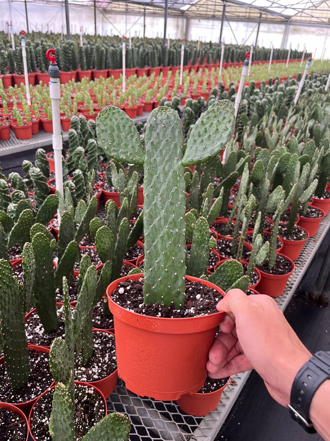 6" Road Kill Cactus | Consolea Rubescens - Etsy