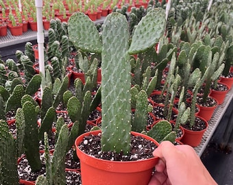 Road Kill Cactus, Opuntia Rubescens, Consolea Rubescens, Live Plant ...