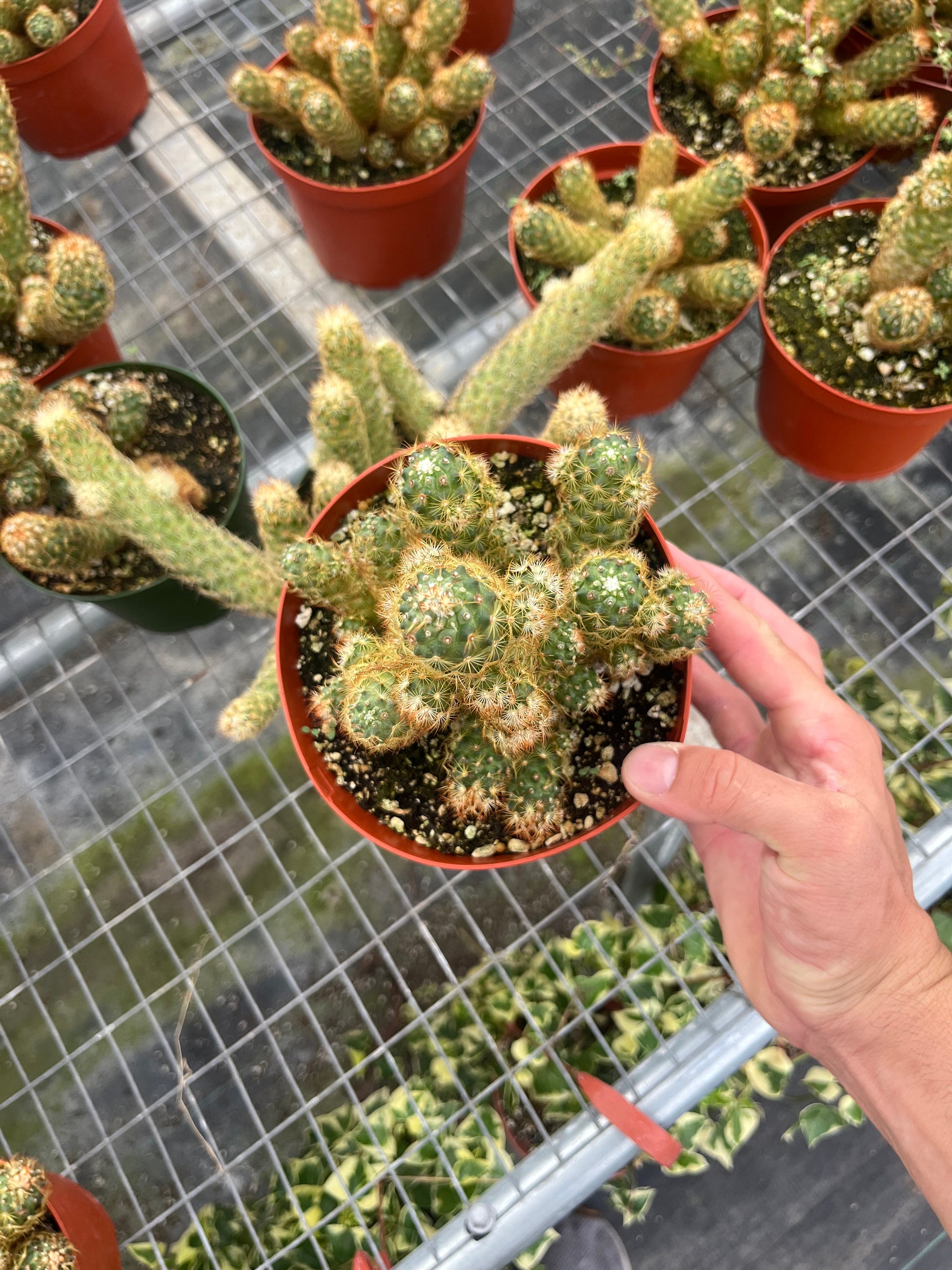 Golden Lady Finger Cactus / Copper King Mammillaria Elongata - Etsy