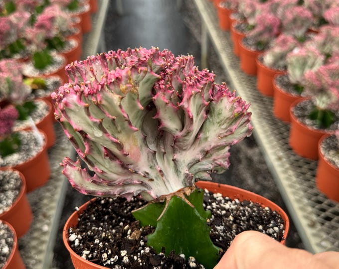 Euphorbia LACTEA CRISTATA Pink Live PLANT - Coral Cactus Succulent ...