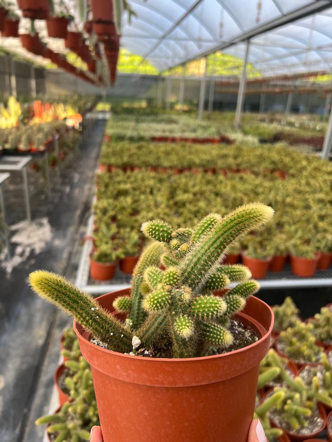 Golden Rat Tail Cactus - Hildewintera Aureispina - Etsy