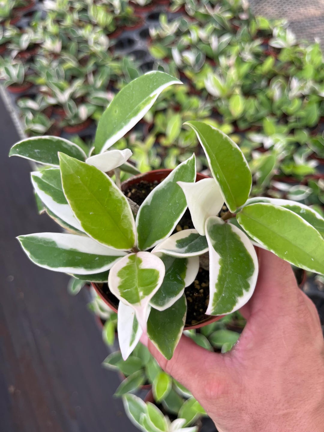4” Hoya Tri-colored Rubra | Hoya Carnosa Variegated Rubra | Krimson ...