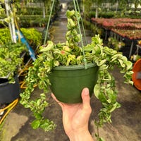 Hoya Compacta - Etsy