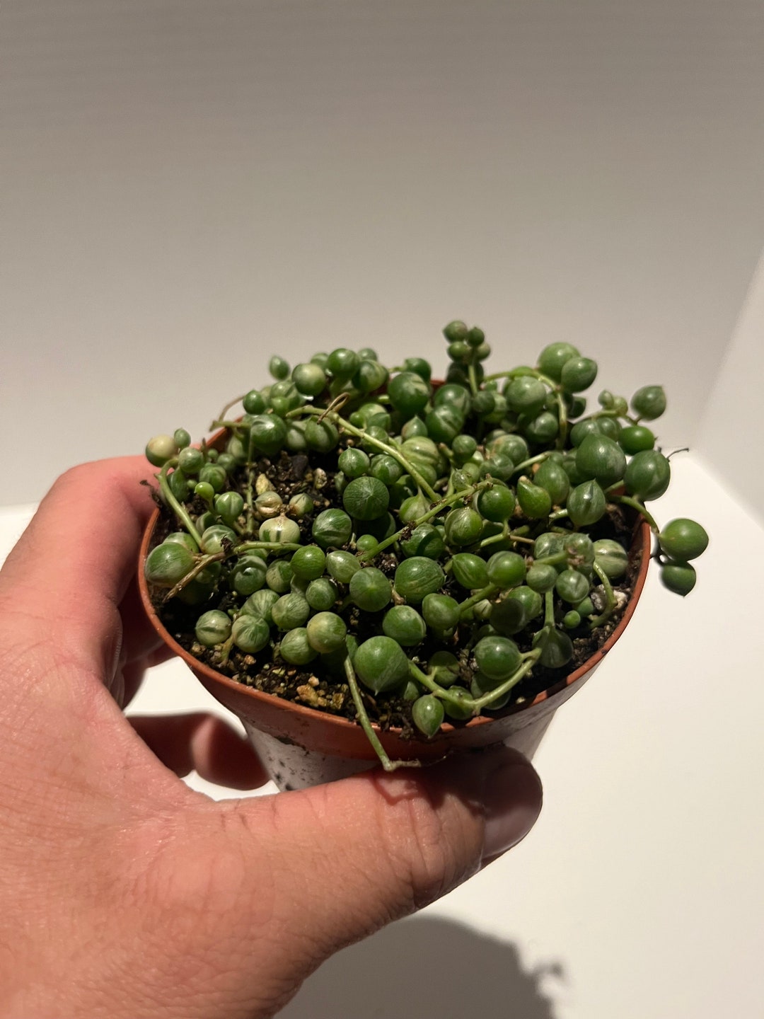 Variegated String of Pearls - Etsy