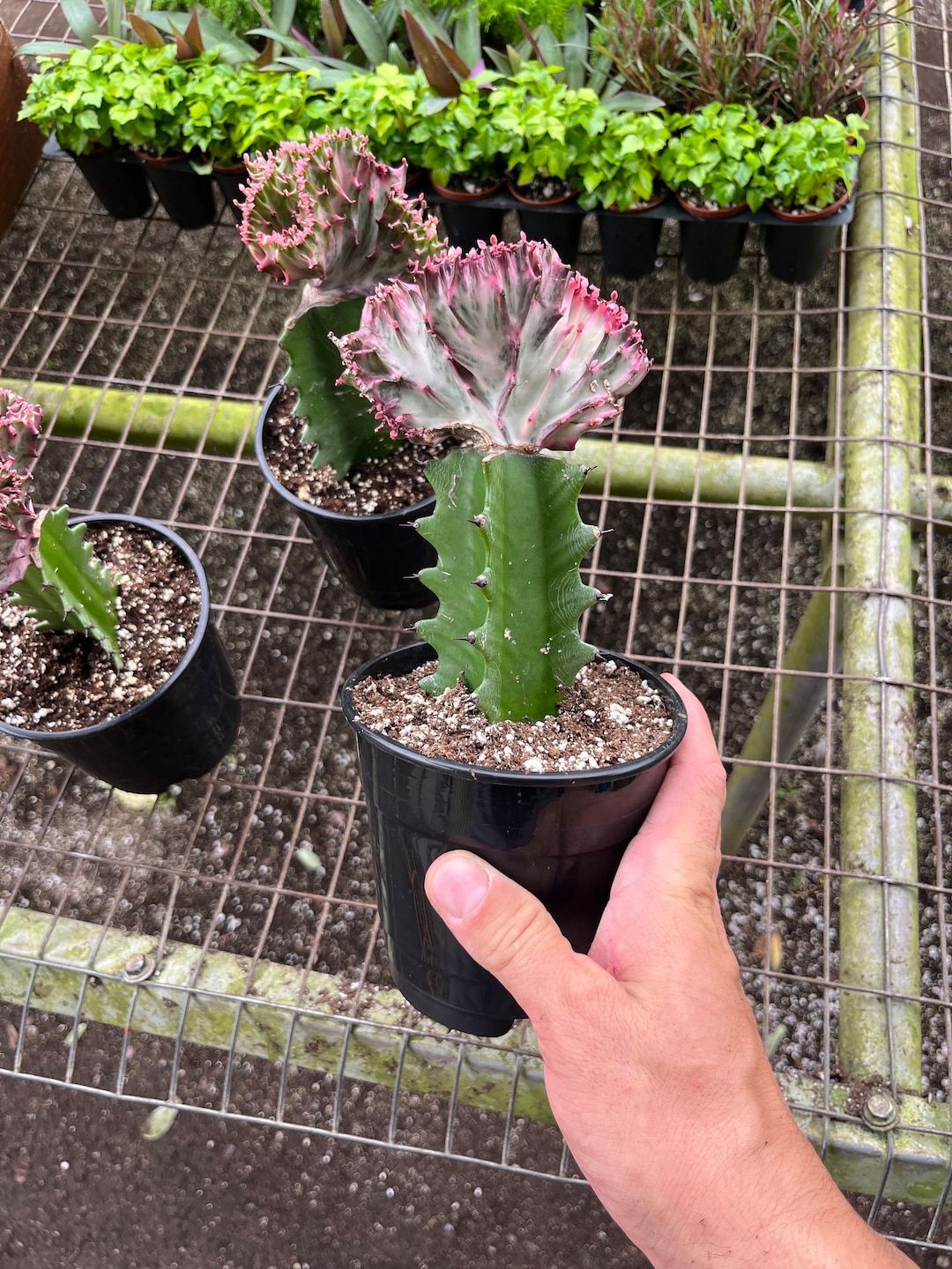 Euphorbia Lactea/ Coral Cactus - Etsy