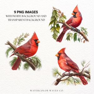 Red Cardinal PNG | Red Cardinal Bird | Cardinal Clipart | Watercolor ...