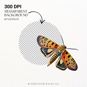 Watercolor Moth Clipart | Sphinx Moth | Watercolor Butterfly PNG ...