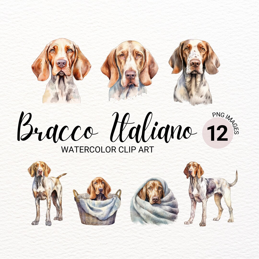 Bracco Italiano Dog Clipart | Watercolor Dog PNG | Dog Portrait | Puppy ...