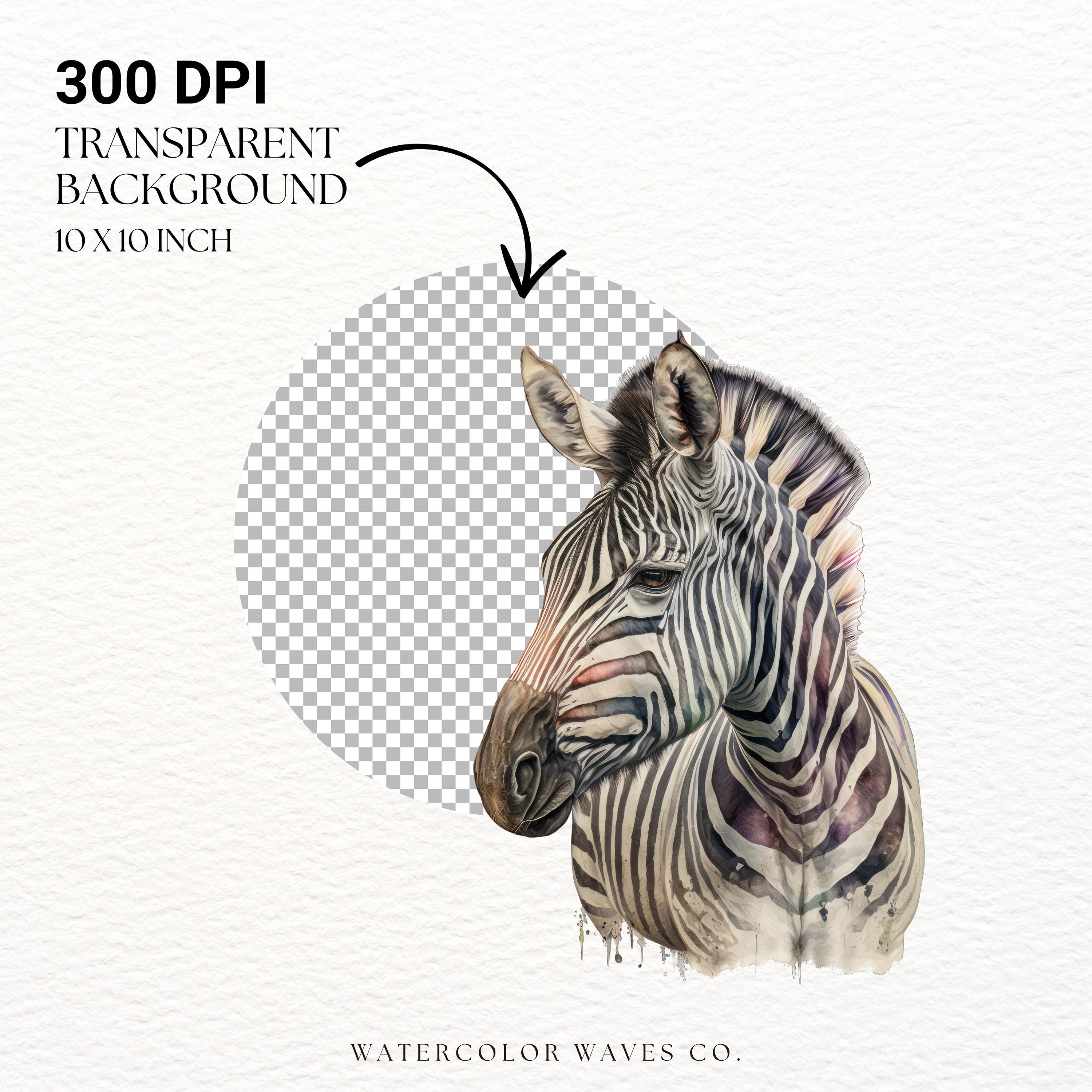 Zebra Clipart | Watercolor Zebra PNG | Safari Animals Clipart Bundle ...