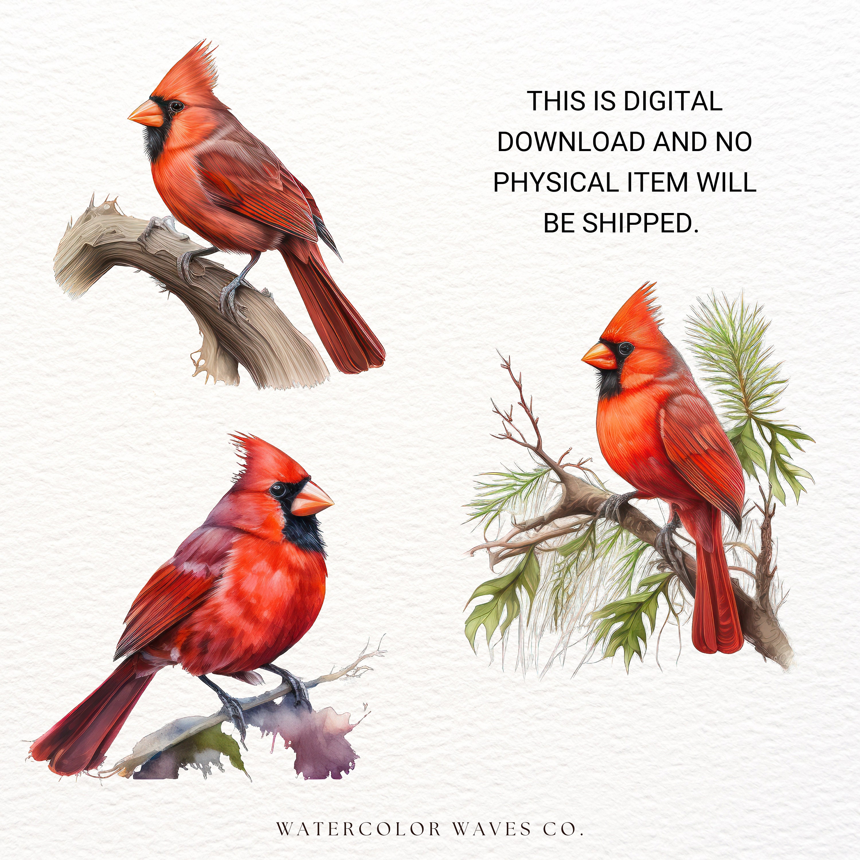 Red Cardinal PNG Red Cardinal Bird Cardinal Clipart - Etsy Canada