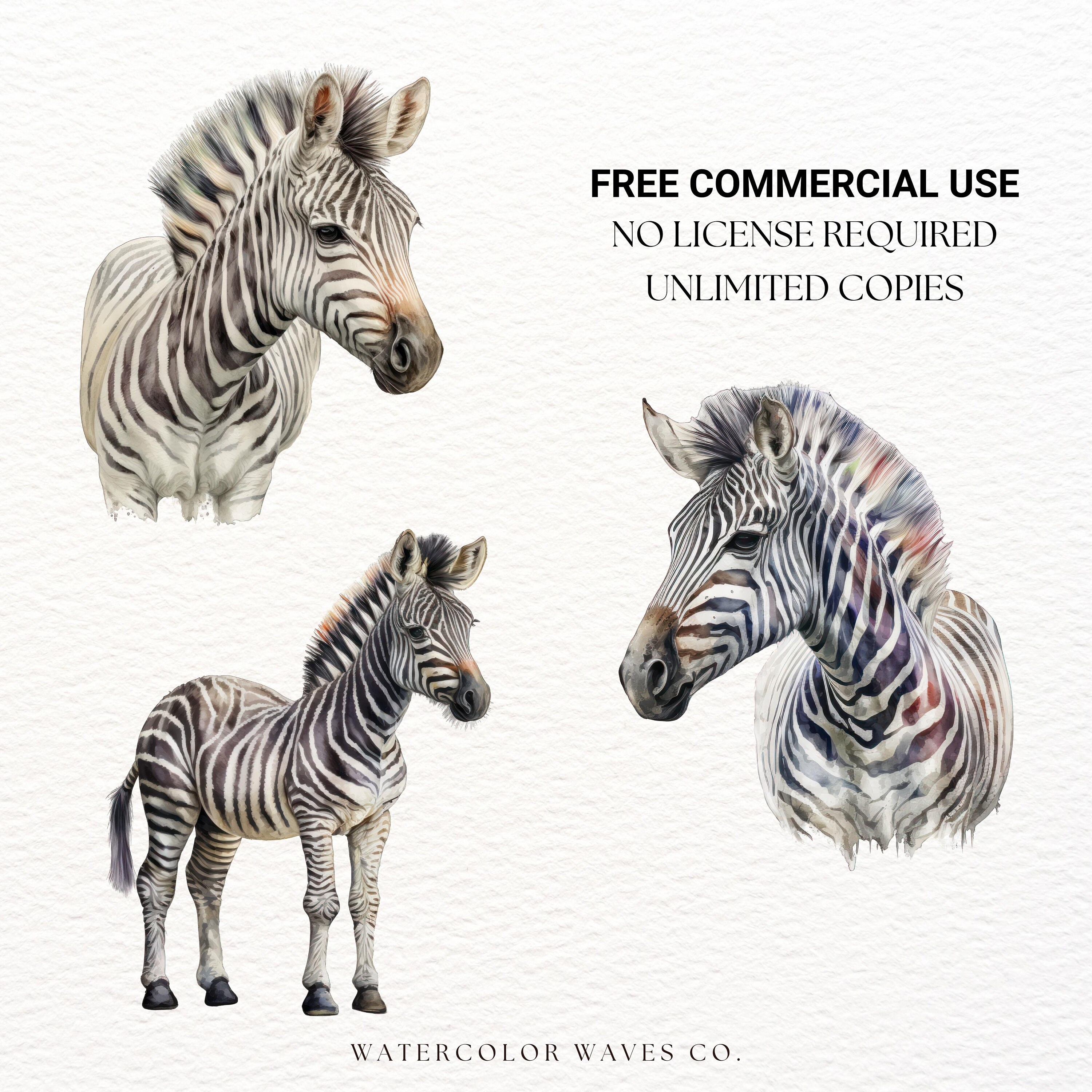 Zebra Clipart | Watercolor Zebra PNG | Safari Animals Clipart Bundle ...