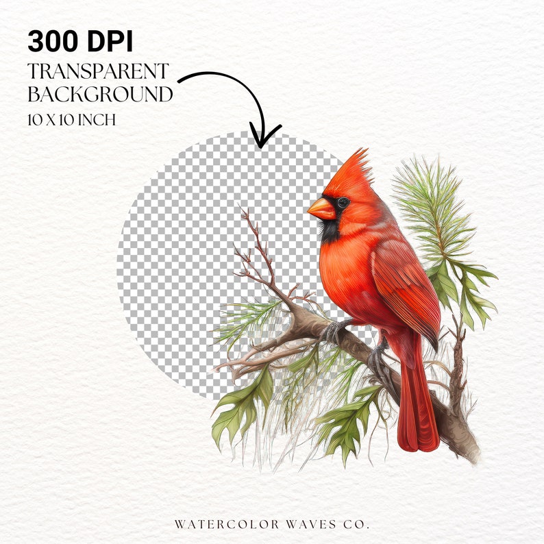 Red Cardinal PNG Red Cardinal Bird Cardinal Clipart - Etsy Canada