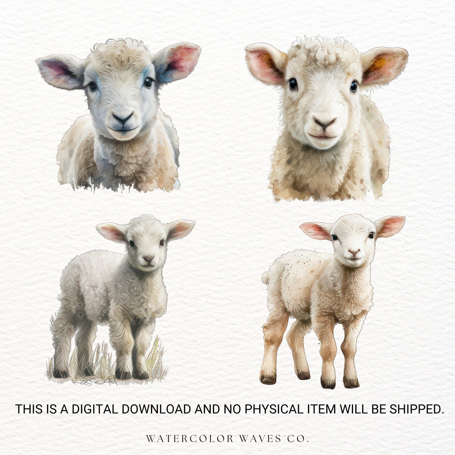 Baby Lamb Clipart Lamb PNG Baby Animals Farm Animals PNG - Etsy Canada