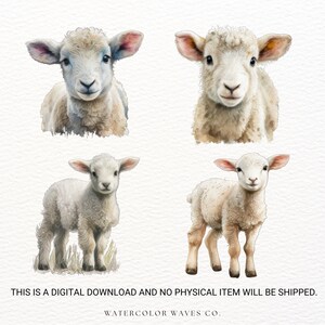 Baby Lamb Clipart | Lamb PNG | Baby Animals | Farm Animals PNG | Baby ...