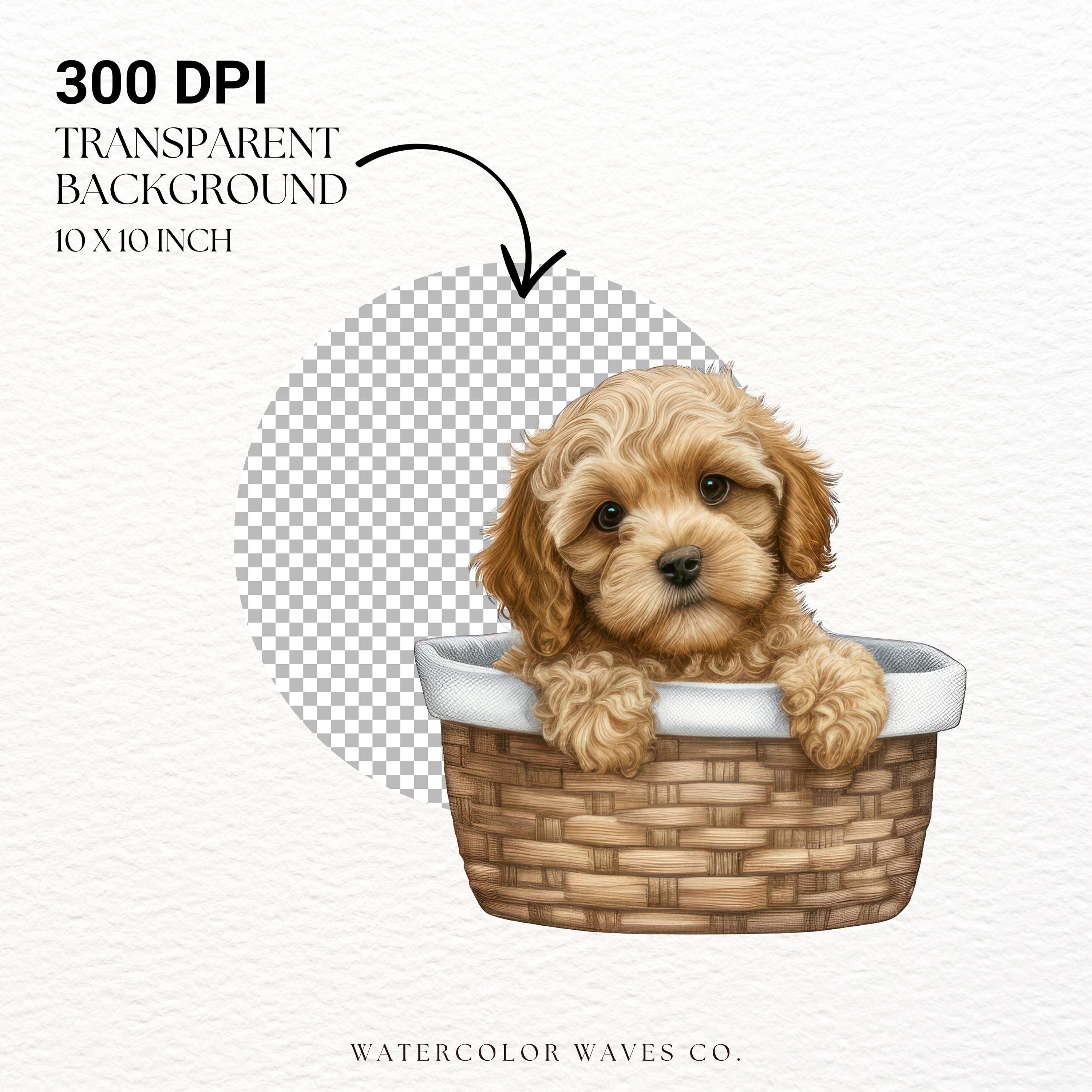 Cockapoo Clipart Cute Dog Clipart Dog PNG Watercolor - Etsy UK