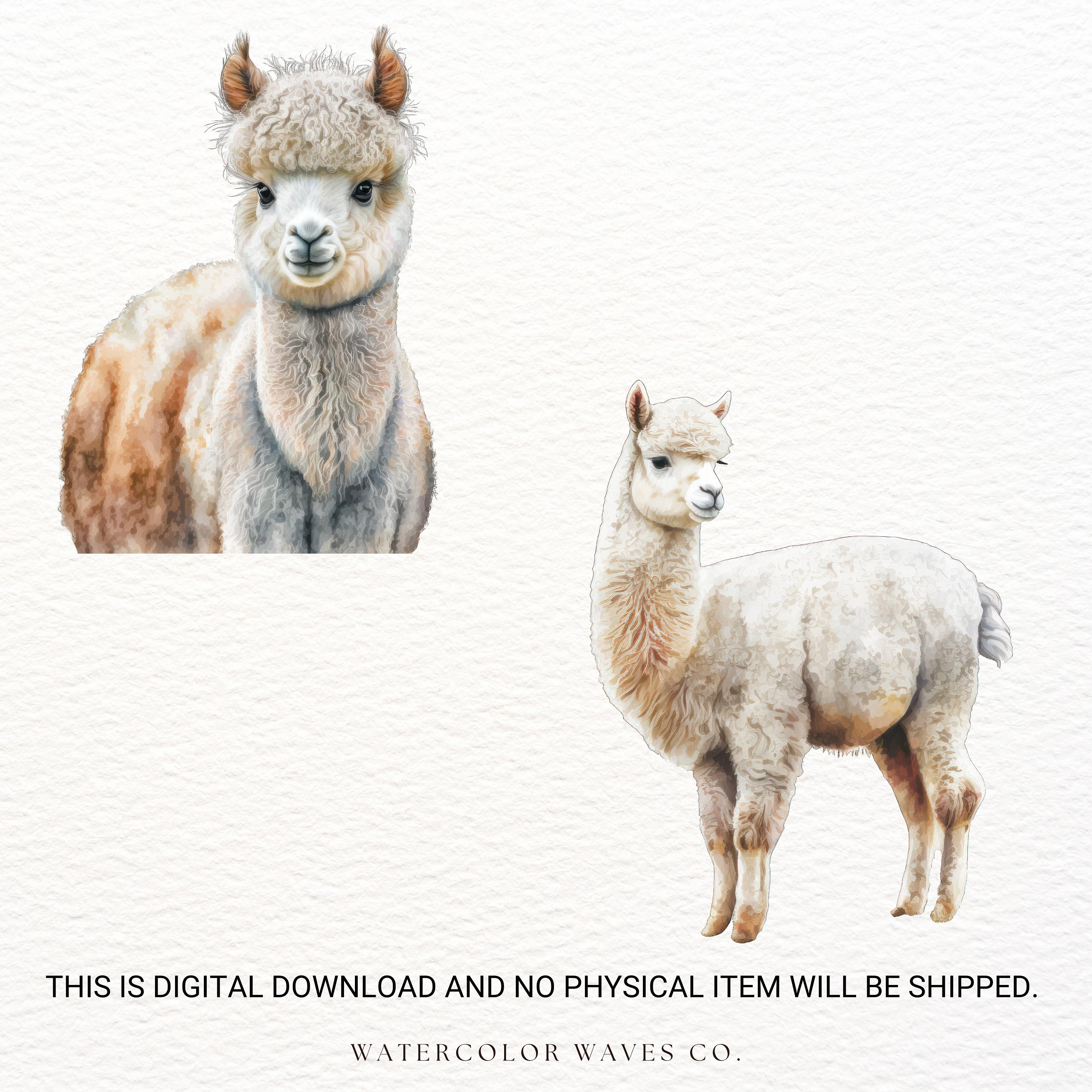 Watercolor Alpaca Clipart Farm Animals PNG Nursery Wall - Etsy UK