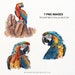 Watercolor Macaw Parrot Clipart Bird Clipart Jungle Bird PNG Digital ...
